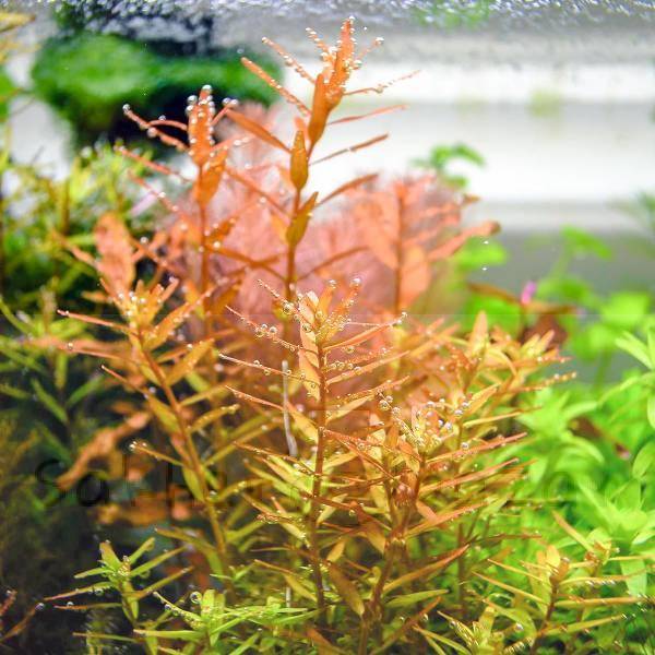 Akvarie planter i potte | Kvalitetsprodukter på nett