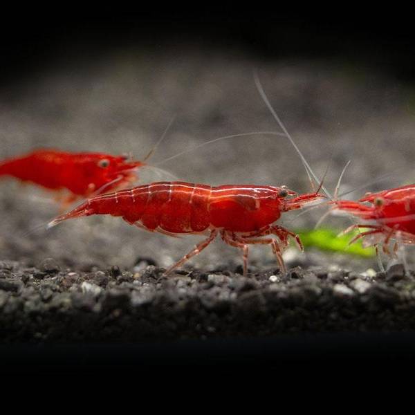 Reker | Kvalitetsprodukter på nett