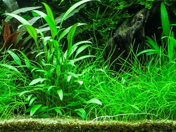 Akvarie planter i potte - Akvarieboden