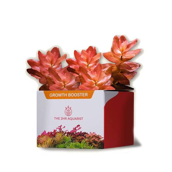 2hr APTe EI plant fertilizer - 300 ml - Akvarieboden